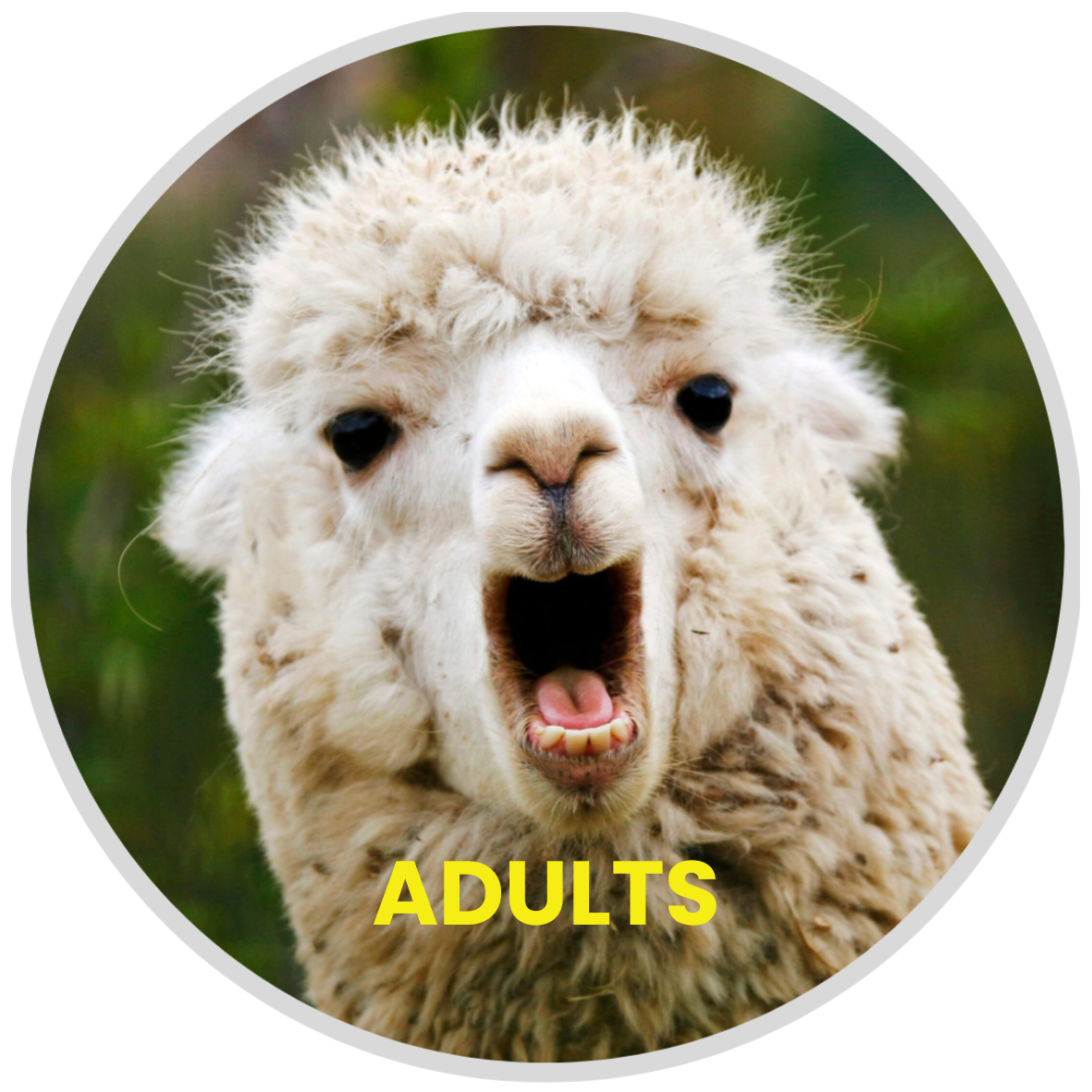 Inclusive Llama Experience for Adults With Disabilities / Additional N ...